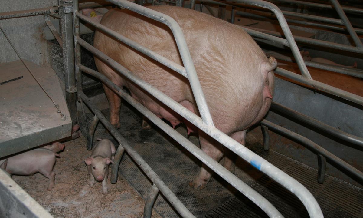 Rubber mats for farrowing crates from AAG. High quality